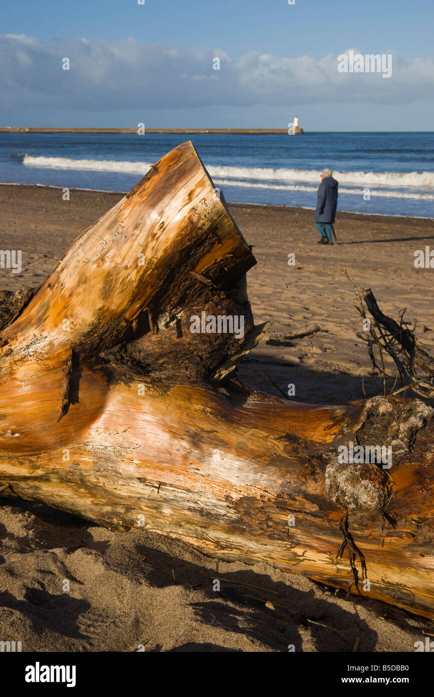 Spittal beach mouth of River Tweed near Berwick driftwood from the ...
