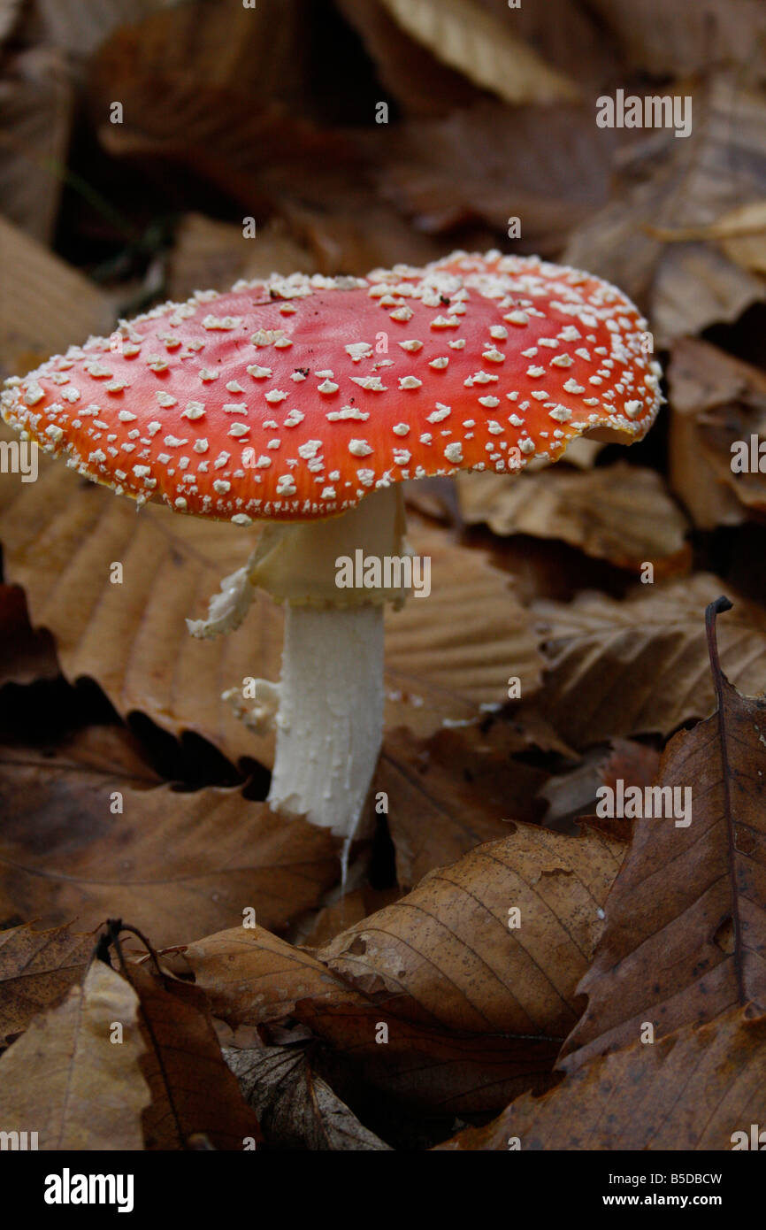 Toadstools hi-res stock photography and images - Alamy