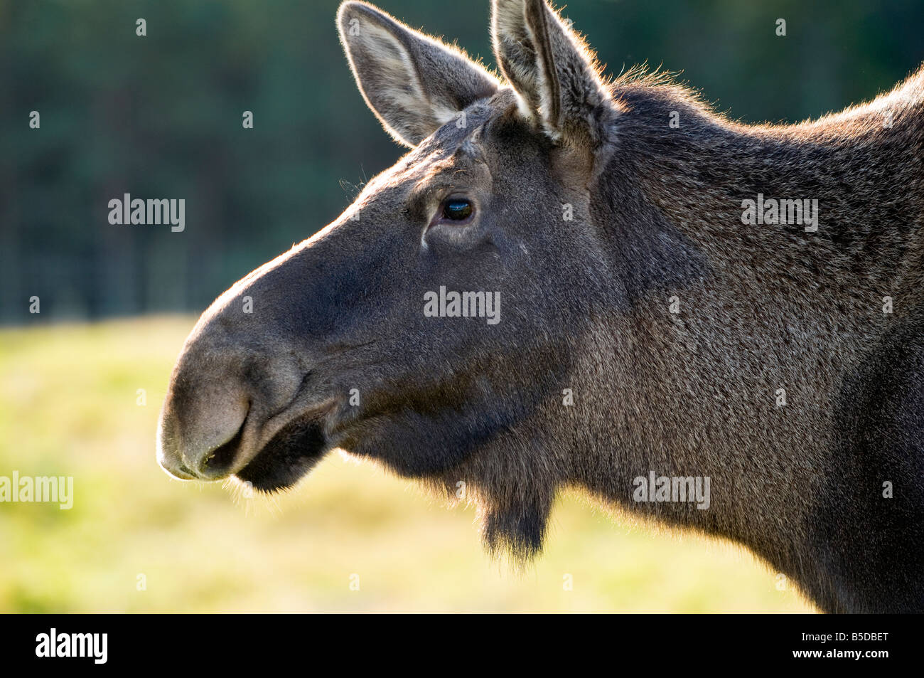 European elk hi-res stock photography and images - Alamy