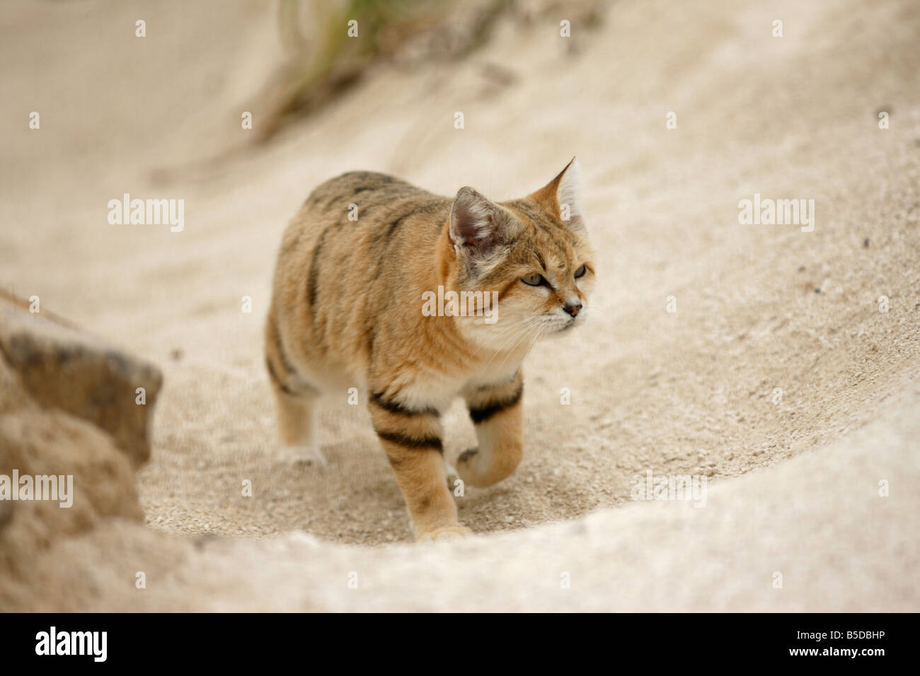 Arabian sand cat Felis margarita harrisoni captive Stock Photo - Alamy