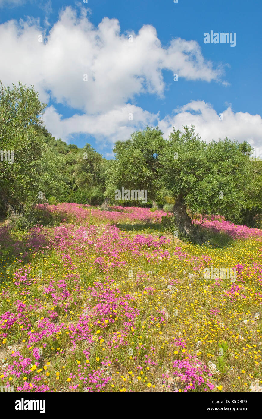 Olive trees and spring flowers, Andalucia, Spain Stock Photo - Alamy
