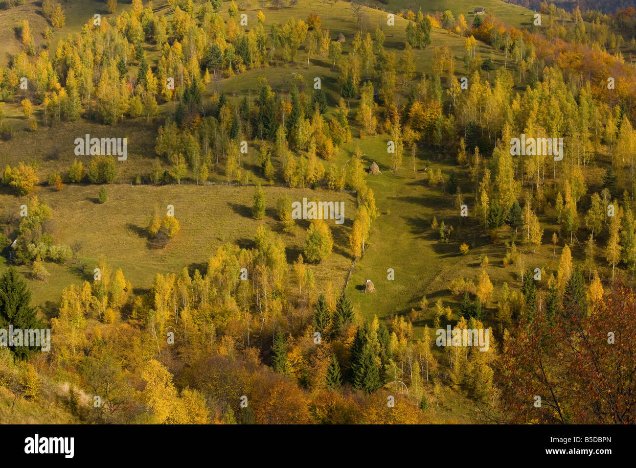 Beautiful pastoral montane landscape with traditional agriculture hay ...