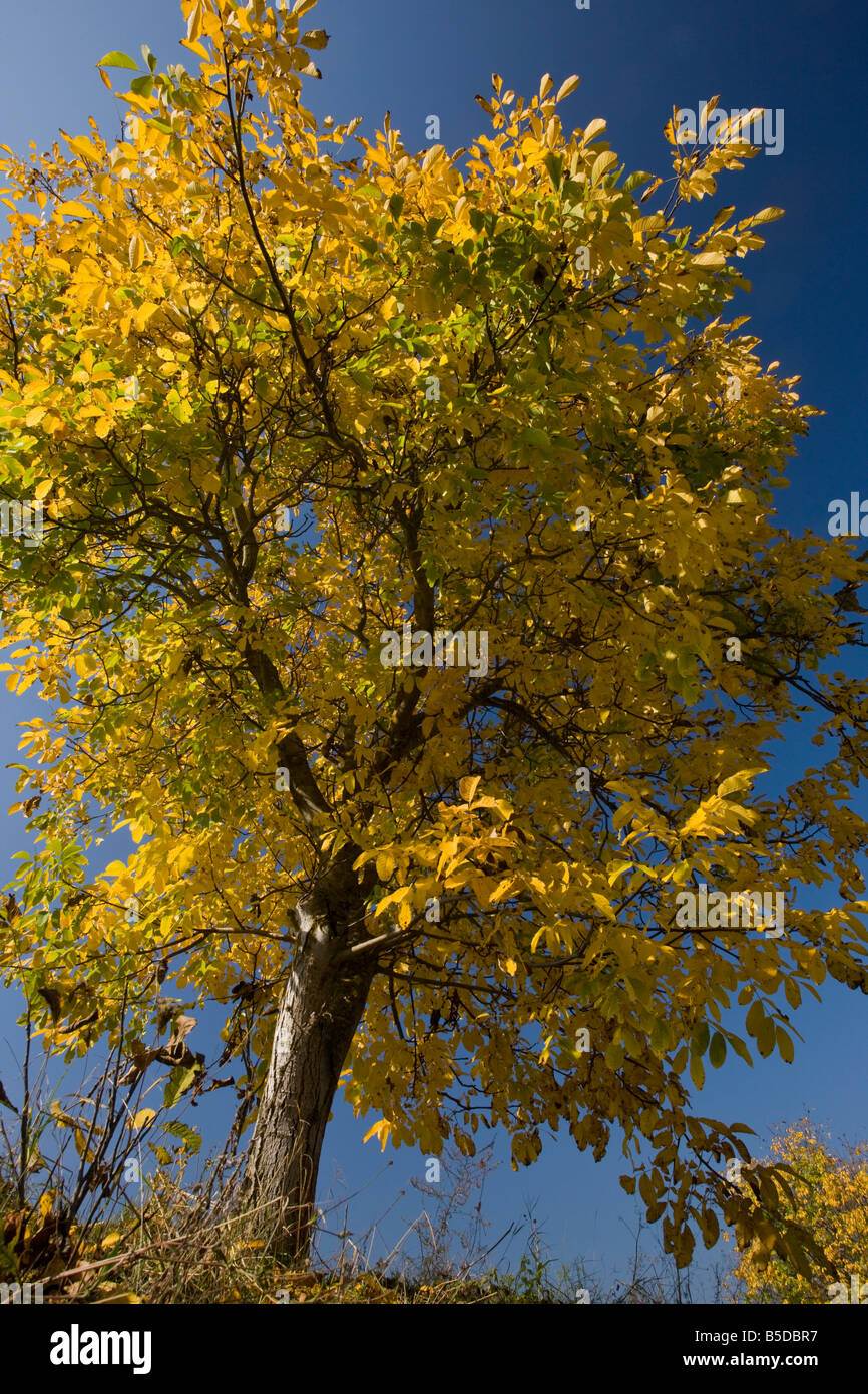 Walnut tree Juglans regia in autumn colour Romania Stock Photo - Alamy
