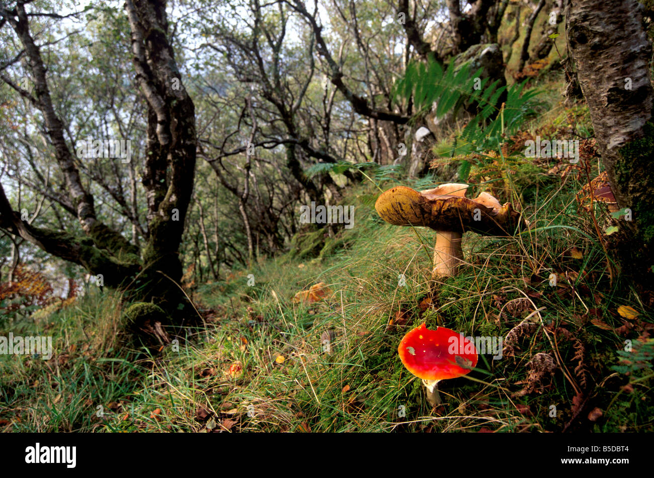 Damp forest near Portree, Isle of Skye, Inner Hebrides, Scotland ...
