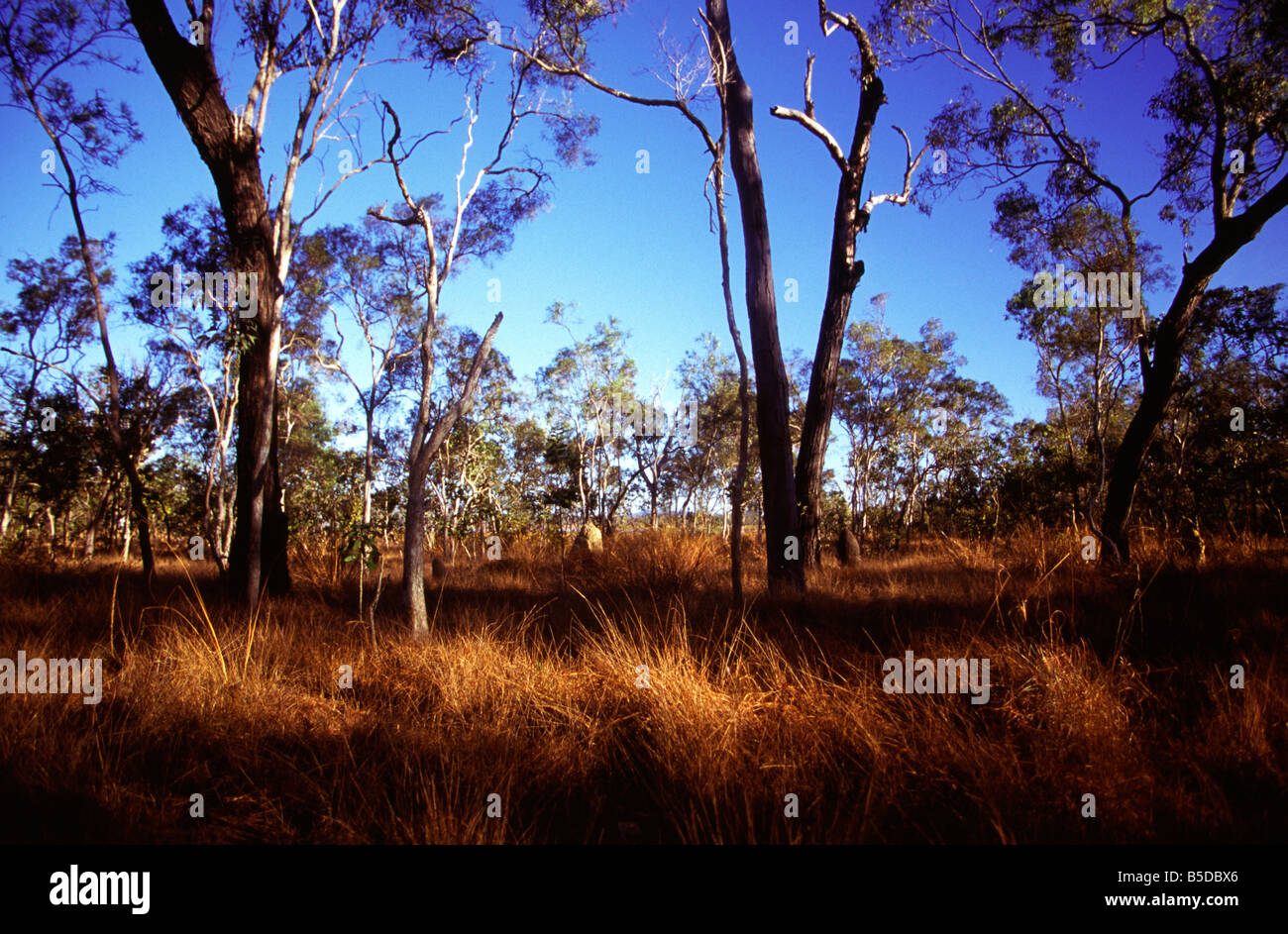 Mareeba wetlands hi-res stock photography and images - Alamy