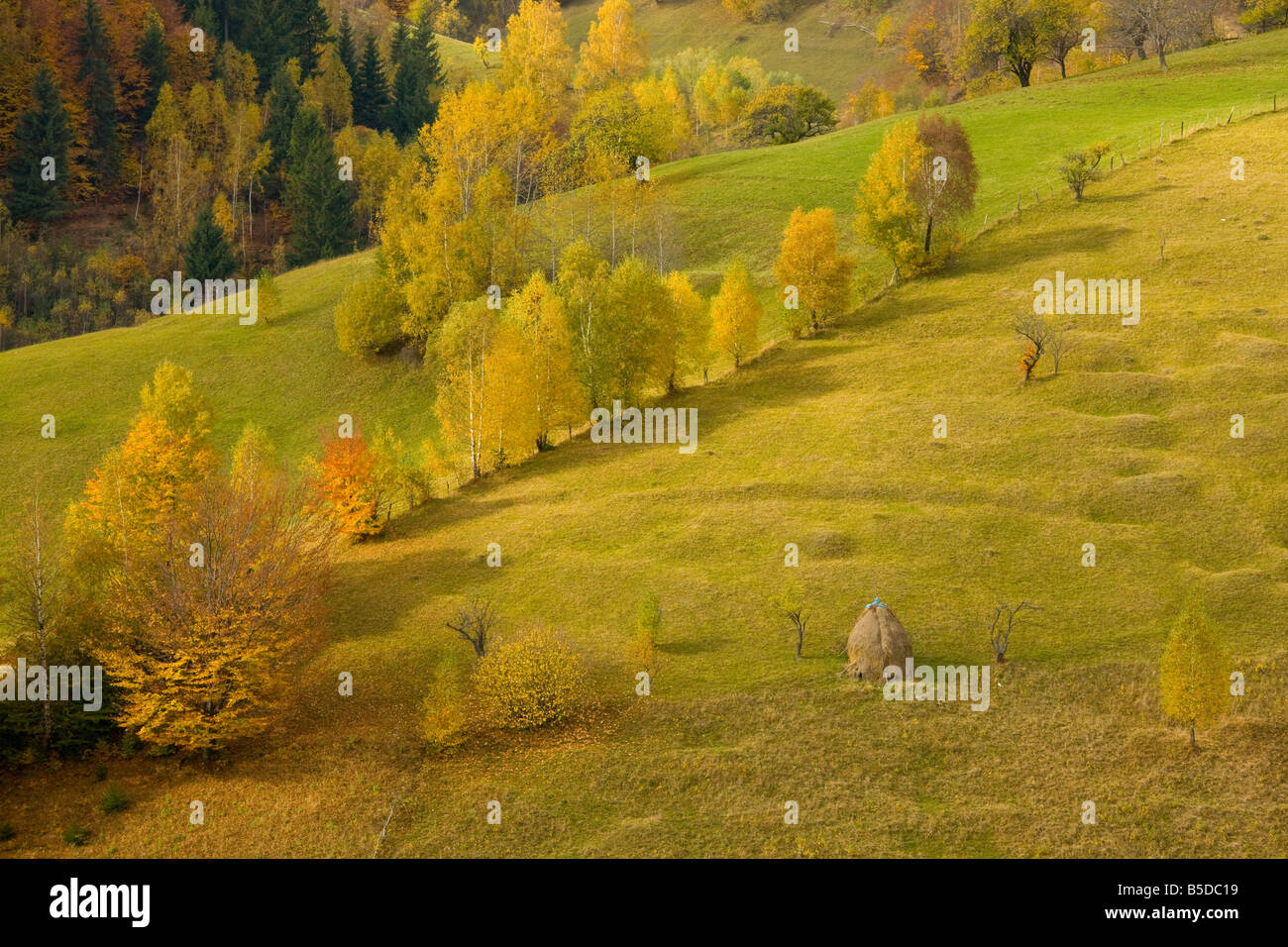 Beautiful pastoral montane landscape with traditional agriculture hay ...