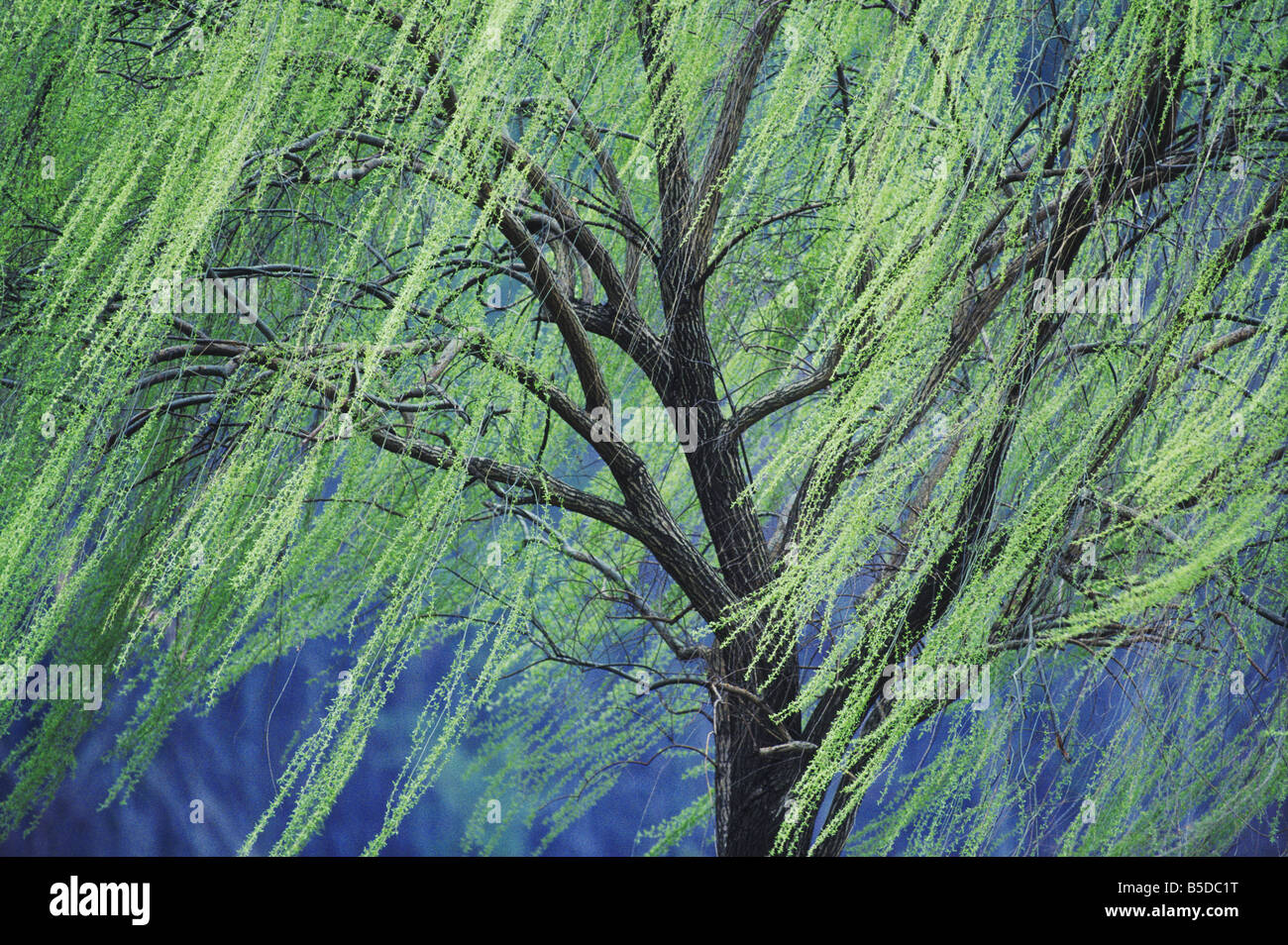Weeping Willow Salix x sepulcralis Tree in early spring Raleigh Wake ...