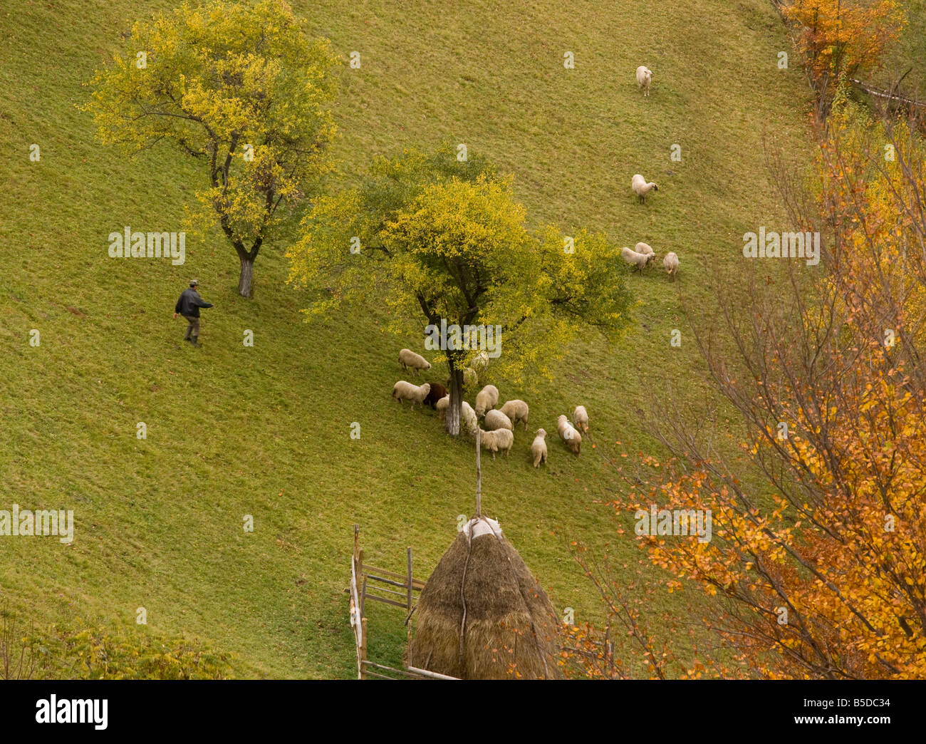 Beautiful pastoral montane landscape with traditional agriculture sheep ...