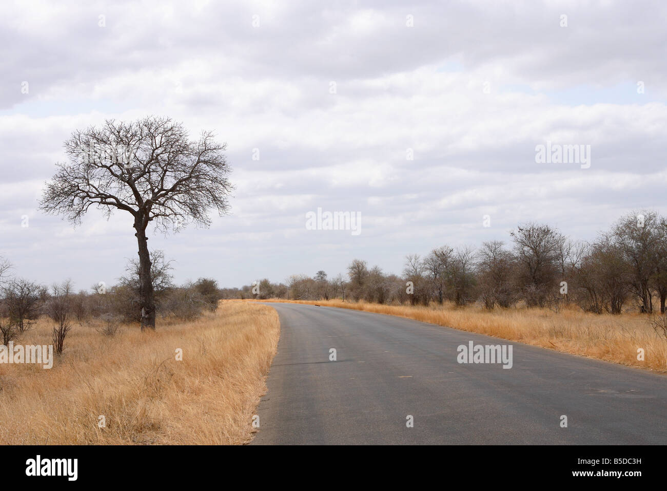 Marula Tree (Scelerocarya birrea) next to a road in Kruger National ...