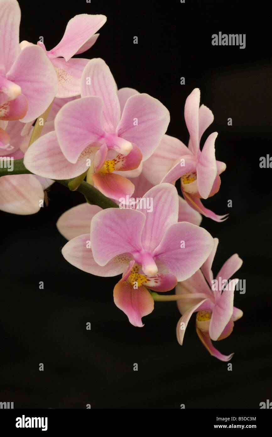 Orchidorchidaceae hi-res stock photography and images - Alamy