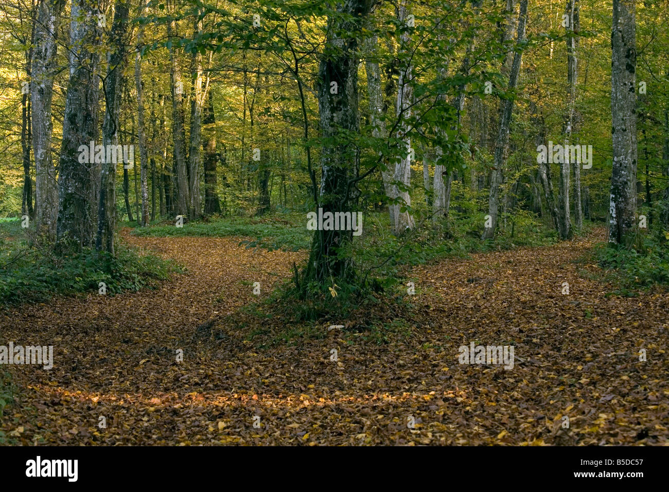 Two paths woods hi-res stock photography and images - Alamy