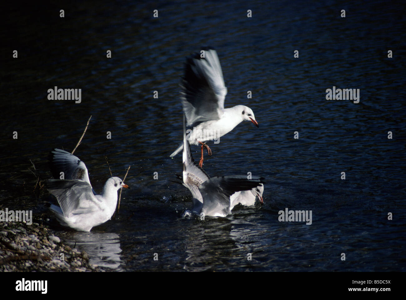 Little gull river hi-res stock photography and images - Alamy