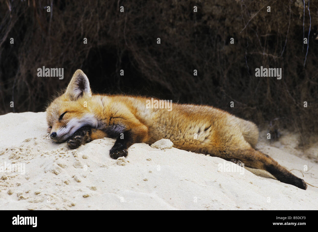 Red Fox Vulpes vulpes young resting at den Raleigh Wake County North ...