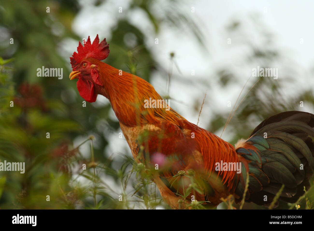 A beautiful and colourful chicken at the Malay village Stock Photo - Alamy