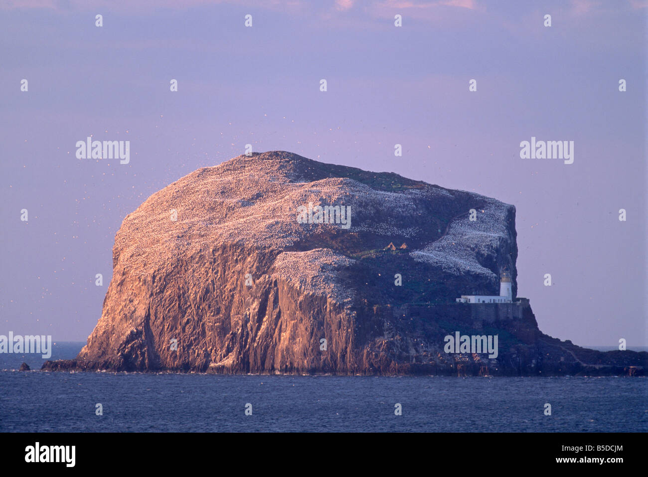 Bass Rock, large gannet (Sula bassana) colony of around 80000 nests ...