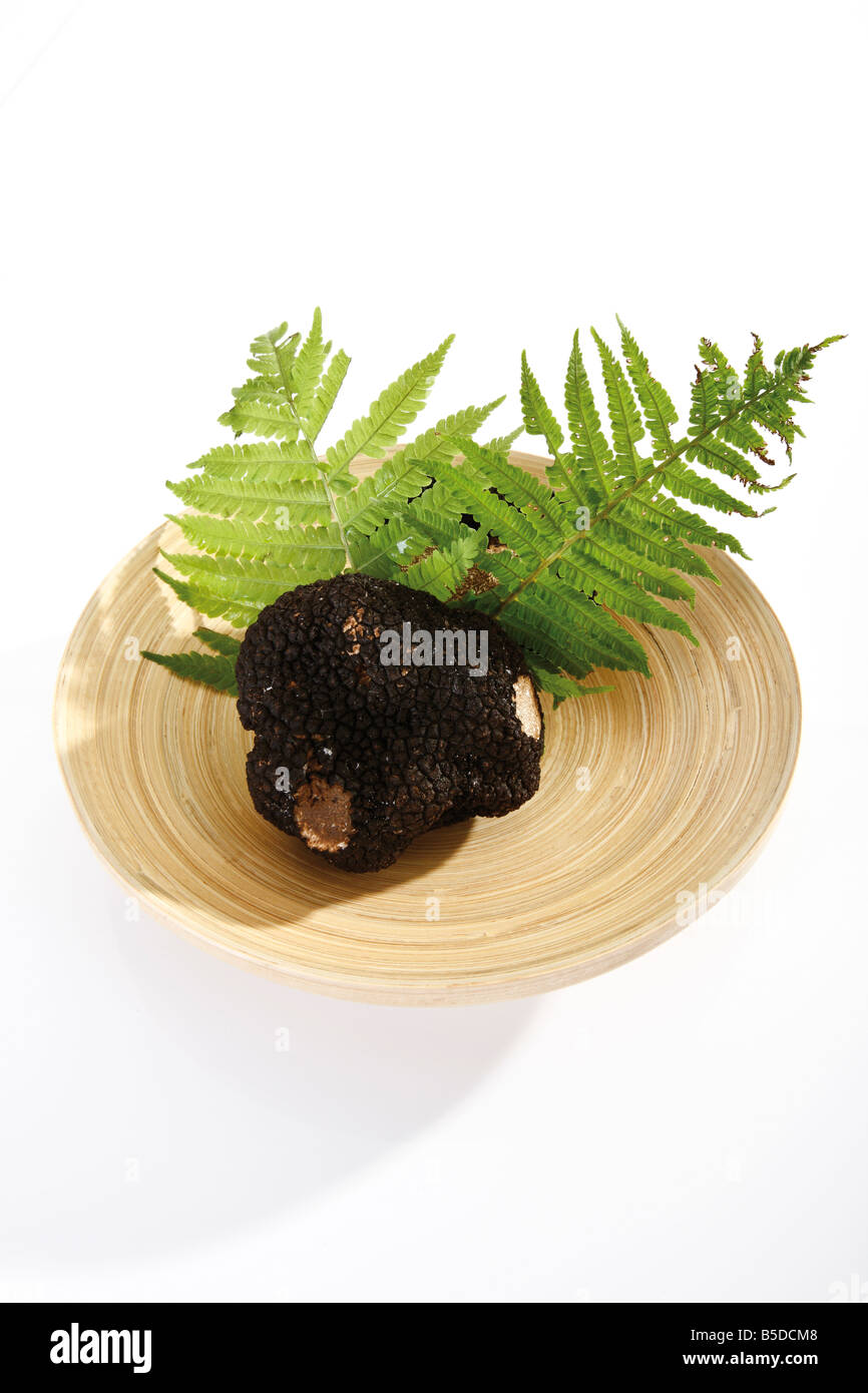 Black truffles plant hi-res stock photography and images - Alamy