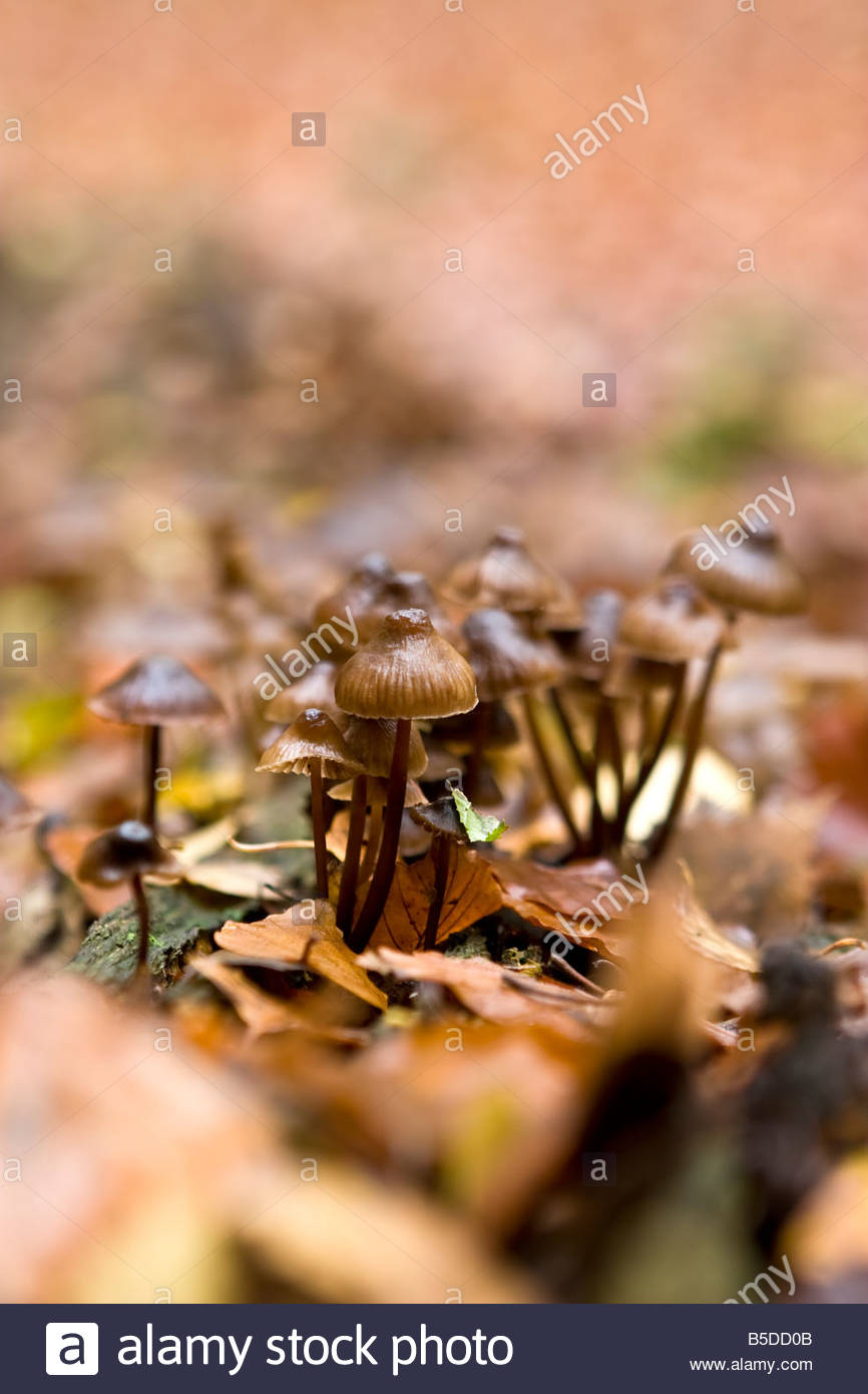 Fungi Uk Stock Photos & Fungi Uk Stock Images - Alamy