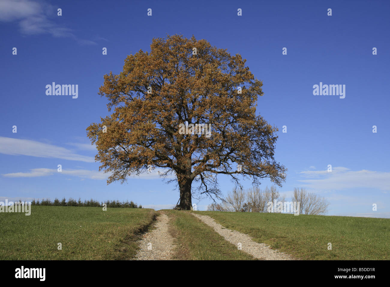 single oak tree in autumn on meadow and small country road. Photo by ...
