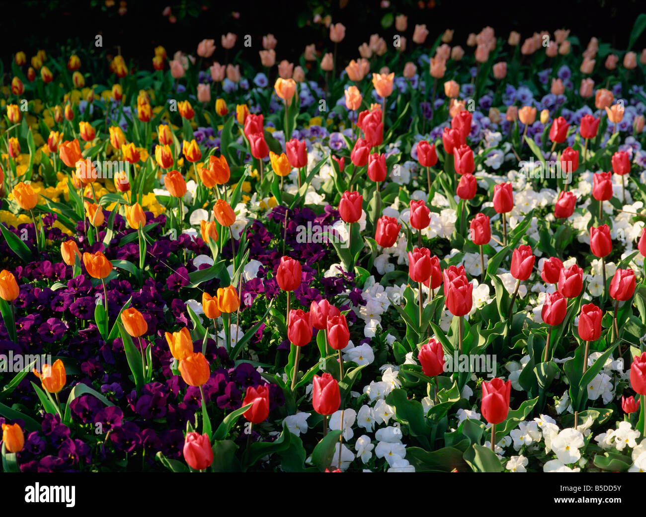 Pansies in hi-res stock photography and images - Alamy