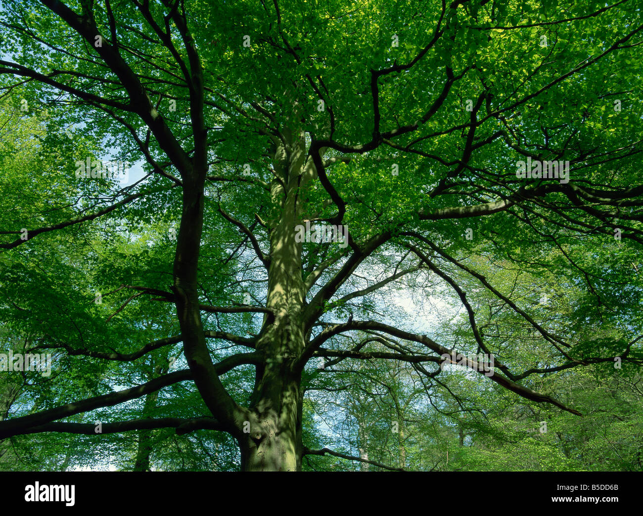 Windsor great park tree hi-res stock photography and images - Alamy