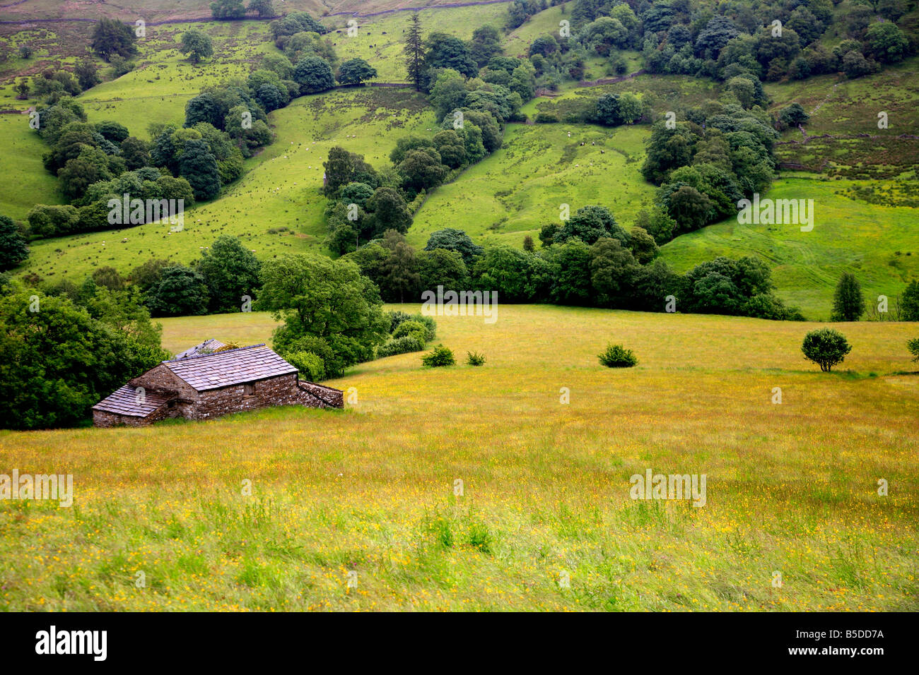 Summer Flower meadows Dentdale Valley Yorkshire Dales National Park ...
