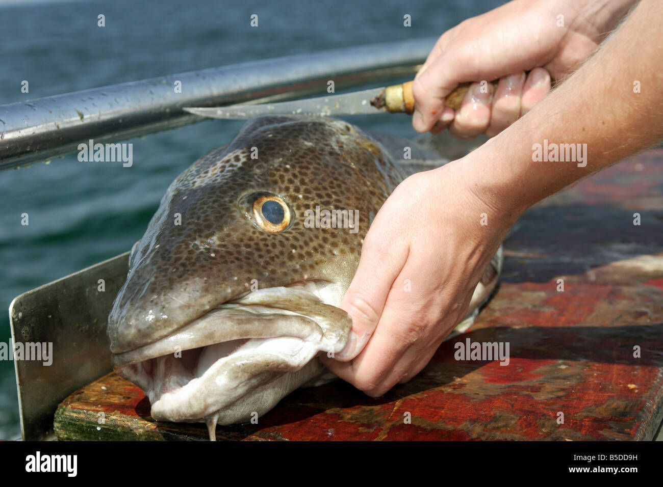 A human cutting a freshly caught codfish Stock Photo - Alamy