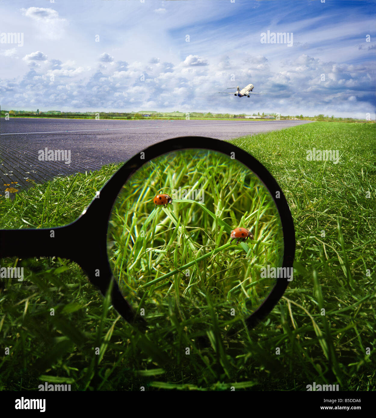 Lady bugs (lady birds) in the grass under a magnifying glass with a ...