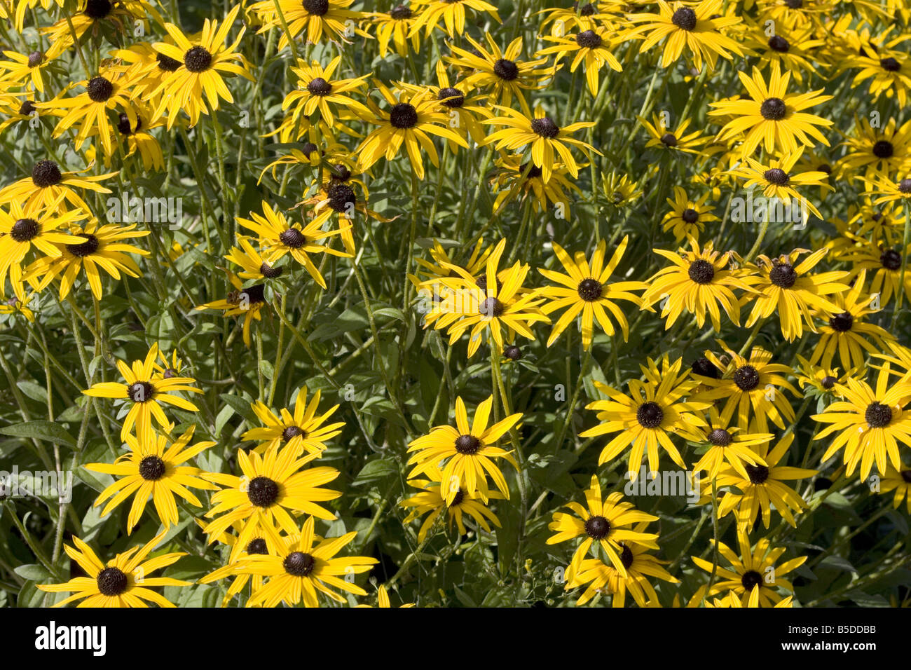 Asteraceae genus hi-res stock photography and images - Alamy