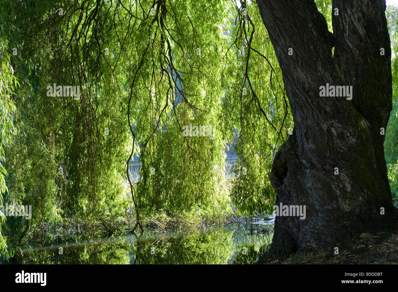 backlit view of williow tree Stock Photo - Alamy