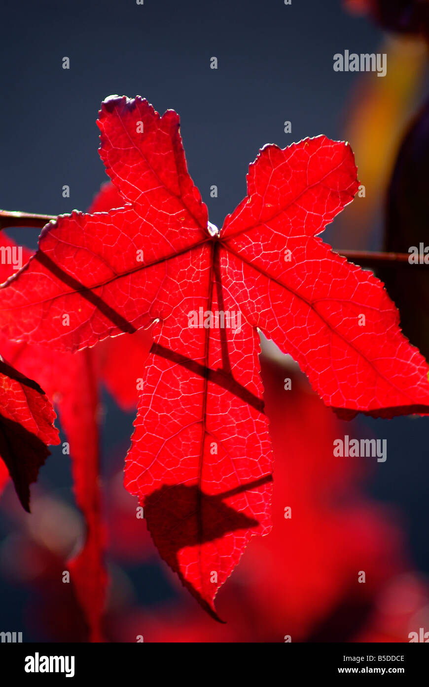 Bright leaf colours hi-res stock photography and images - Alamy