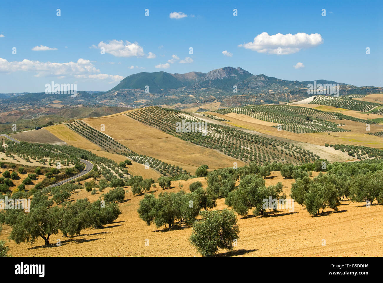 Olive tree grove, Andalusia, Spain Stock Photo - Alamy