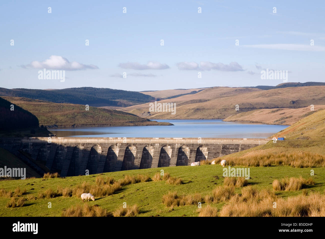 Scenic view of Llyn Nant-y-moch reservoir and dam with grazing sheep in ...