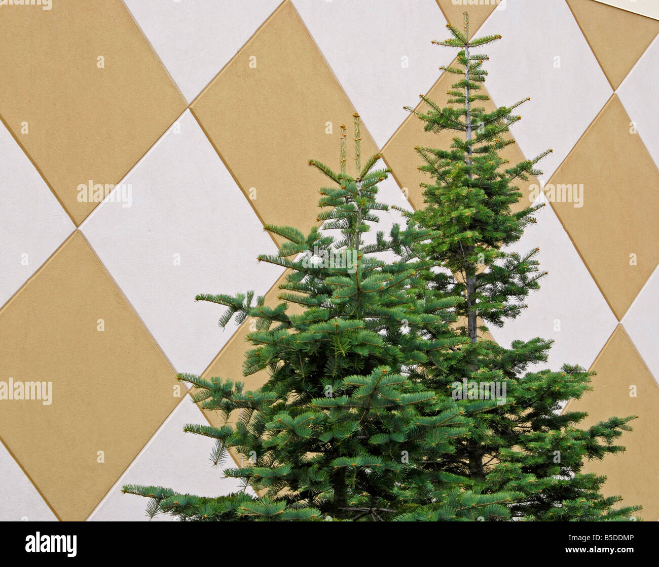 Spruce trees in front of diamond pattern wall Stock Photo - Alamy