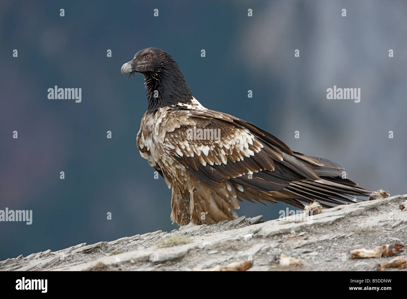 Bearded vulture lammergeier immature hi-res stock photography and ...