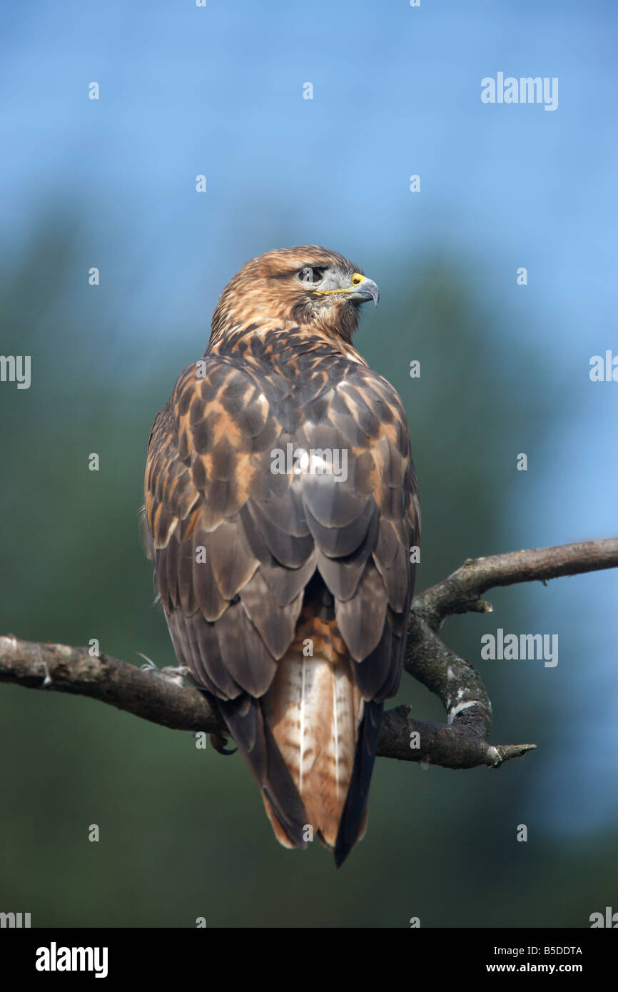 Long legged buzzard hi-res stock photography and images - Alamy