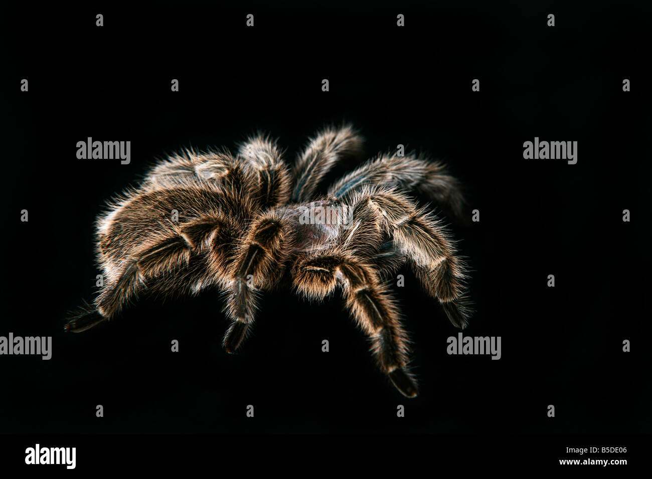 Tarantula fangs hi-res stock photography and images - Alamy