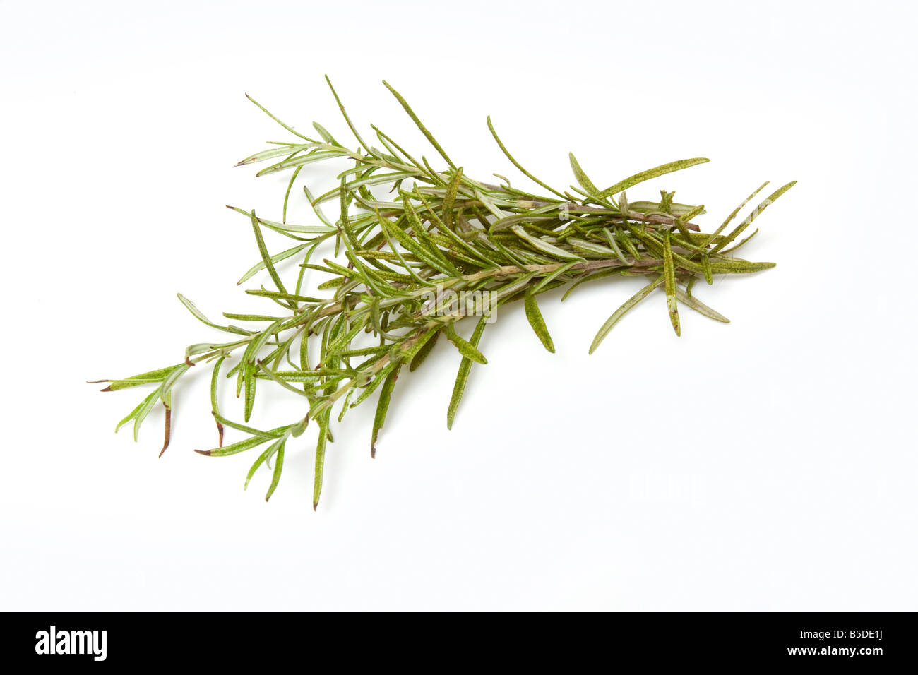 Sprig of rosemary isolated on a white studio background Stock Photo - Alamy
