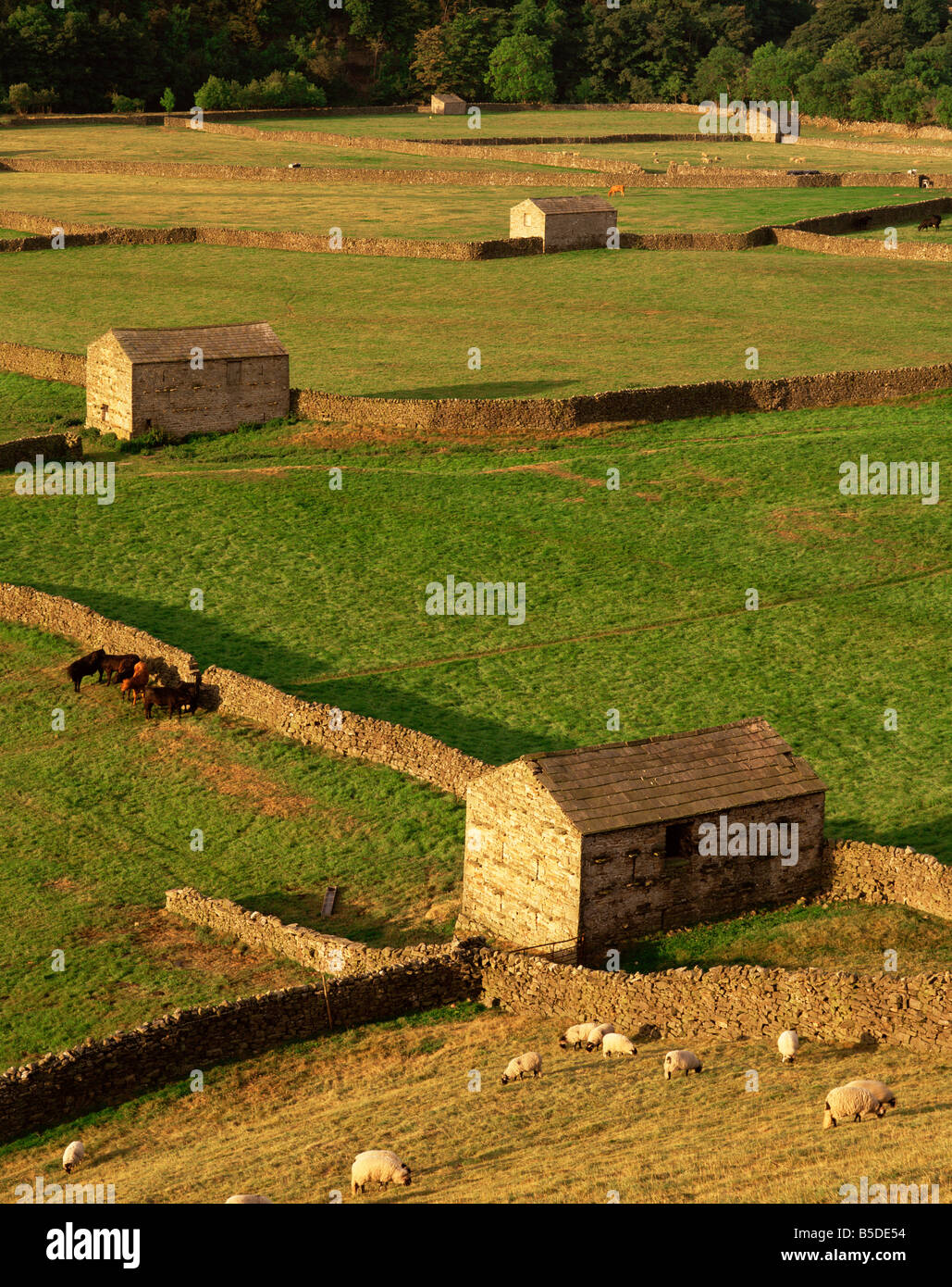 Walled fields and barns near Gunnister, Swaledale, Yorkshire Dales ...