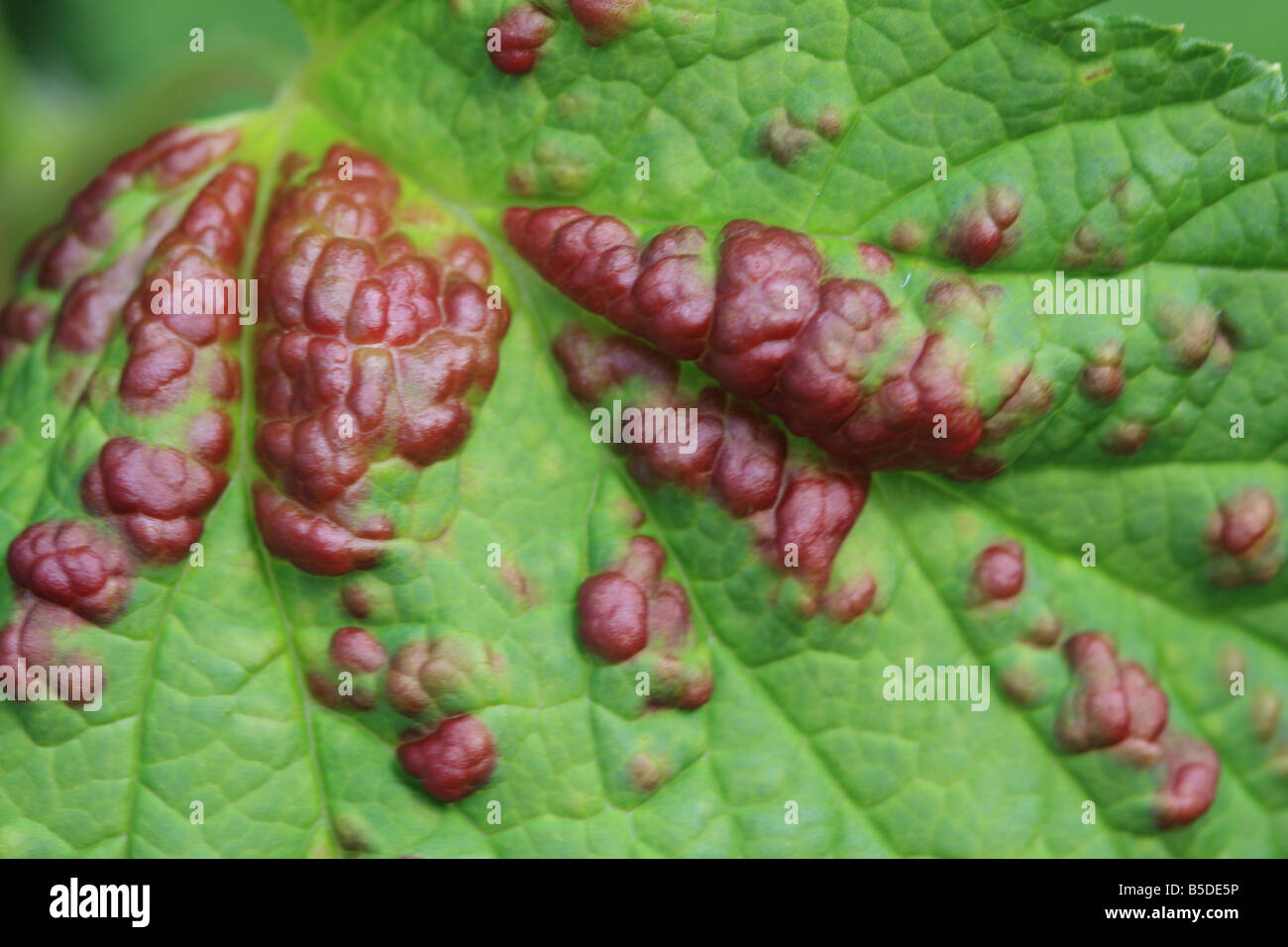 RED CURRENT BLISTER APHID Cryptomyzus ribis SHOWING BLISTERS ON UPPER ...