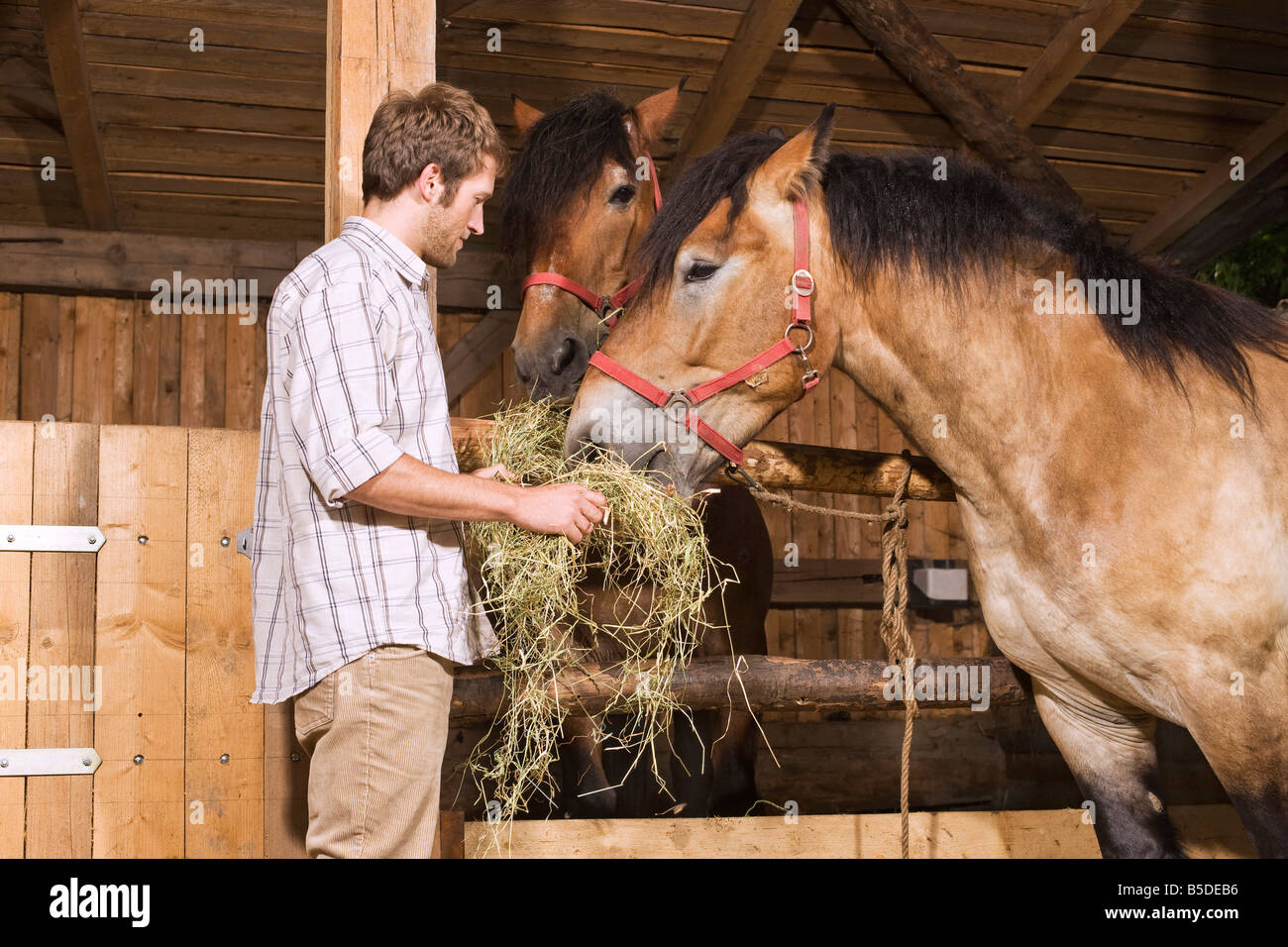 Farmer feeding hay to horses in stable Stock Photo - Alamy