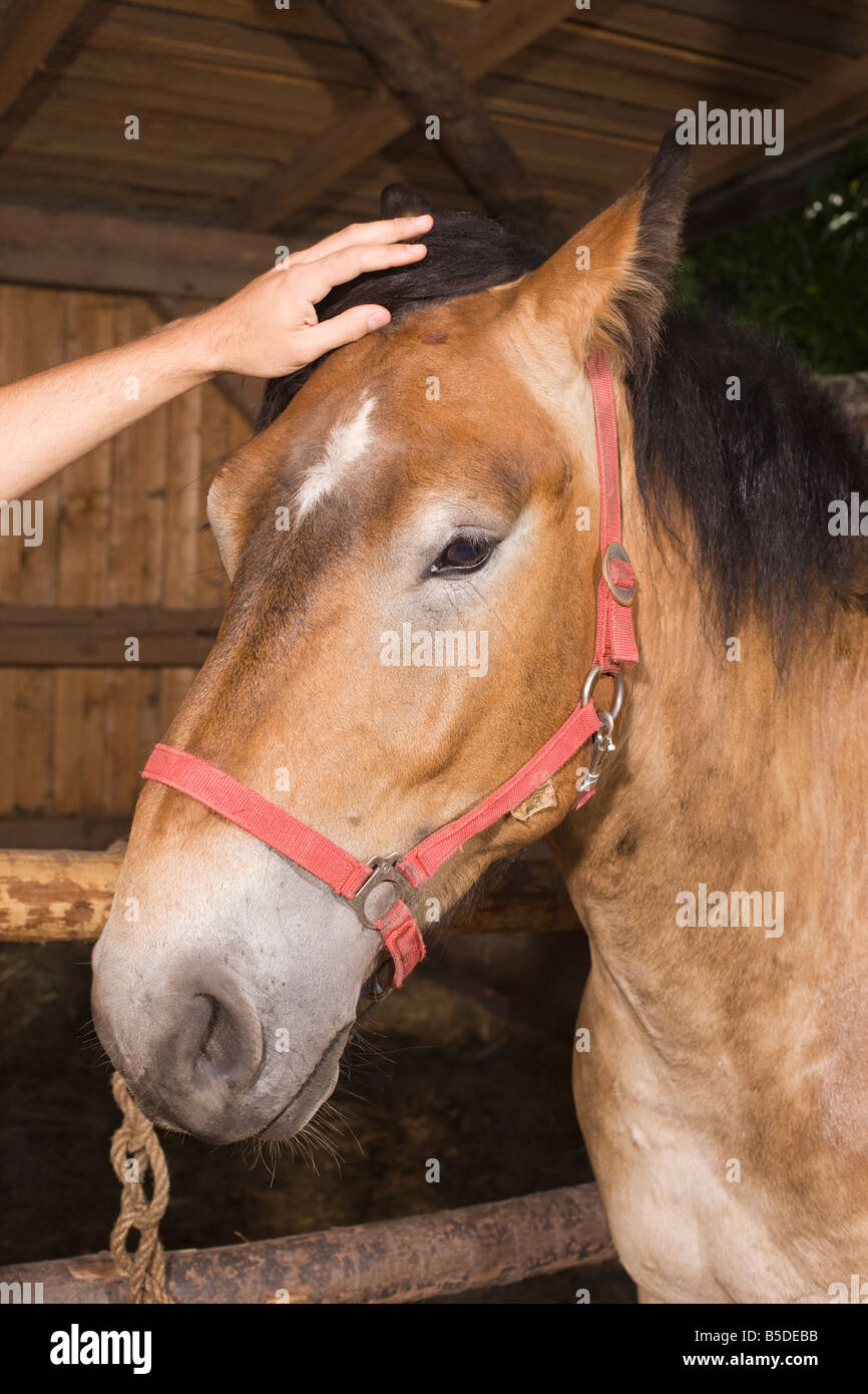 Hand petting horse closeup hi-res stock photography and images - Alamy