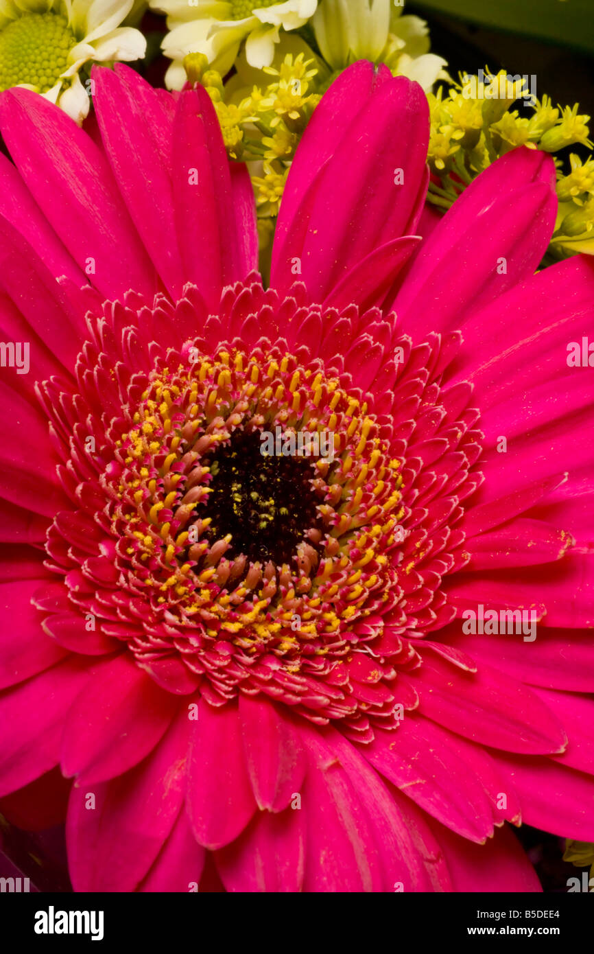 Pink Gerbera flower Stock Photo - Alamy