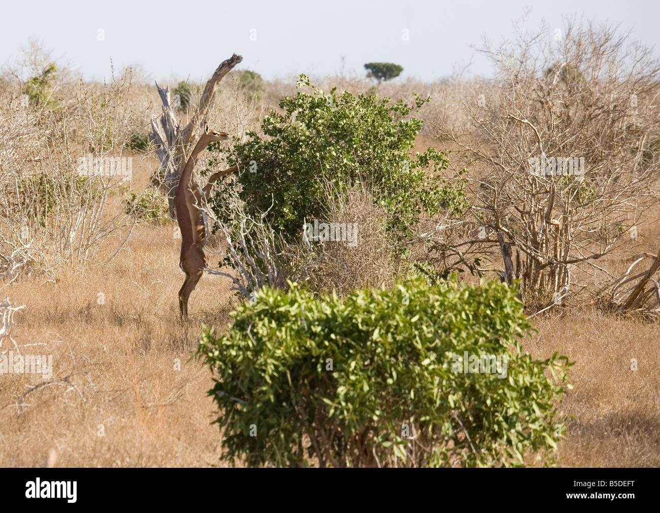 A Gerenuk eating leaves in the Bush in Kenya Stock Photo - Alamy