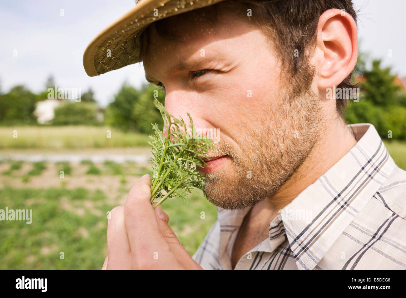 Farmer smelling rosemary, portrait, close-up Stock Photo - Alamy