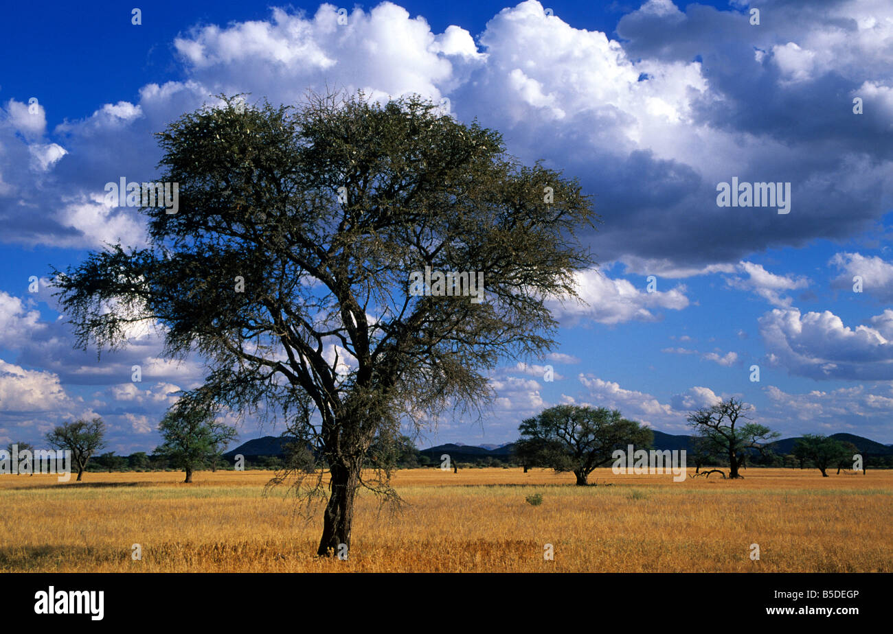 Camelthorn Trees, Acacia erioloba, Farm Bergquell, Okahandja, Namibia ...