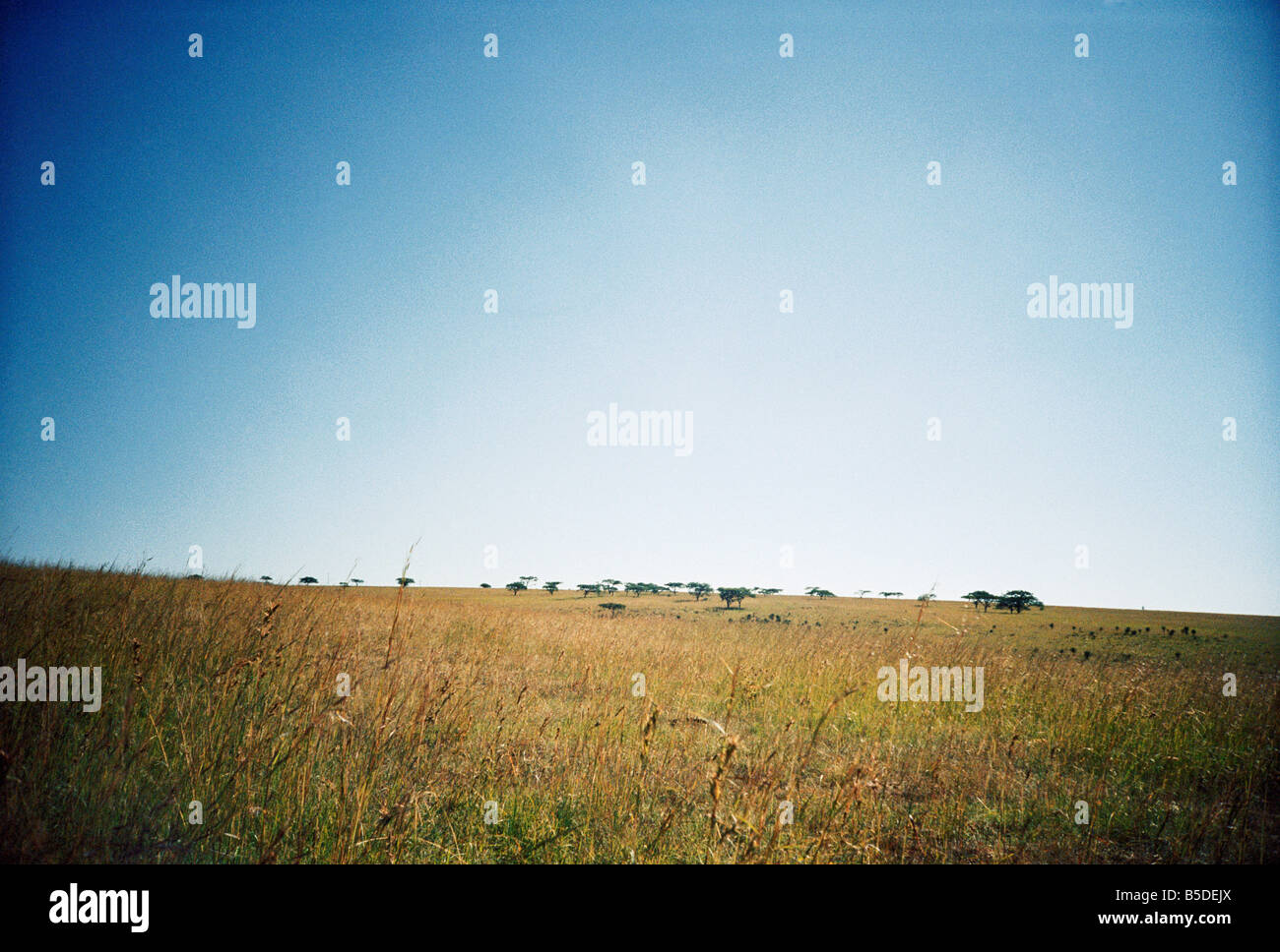 South Africa, Open landscape with grass Stock Photo - Alamy