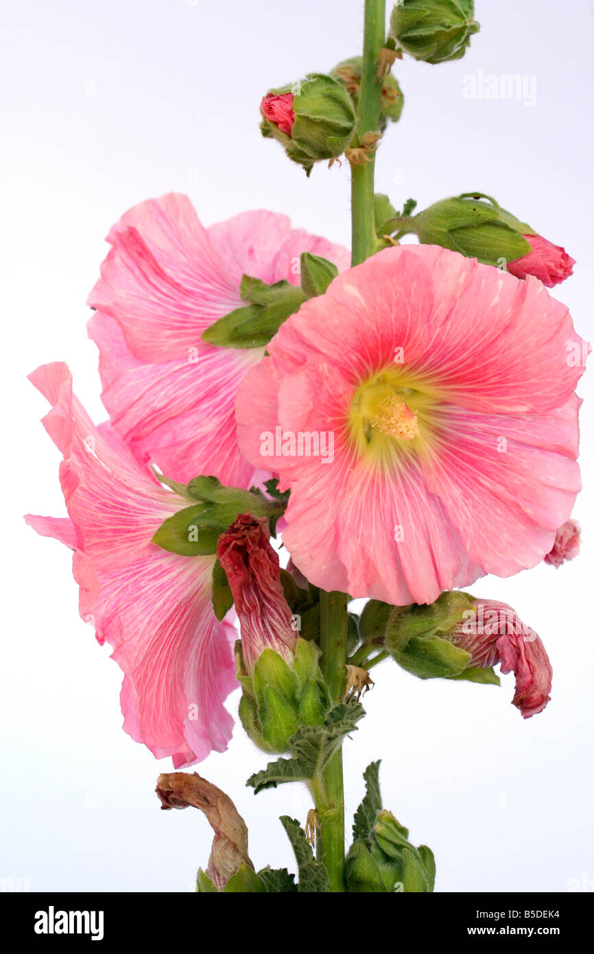 Hollyhock Althaea rosea Stock Photo - Alamy