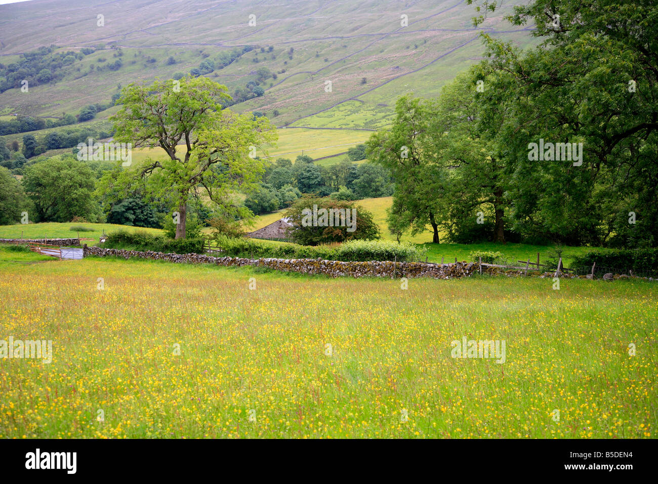 Summer Flower meadows Dentdale Valley Yorkshire Dales National Park ...