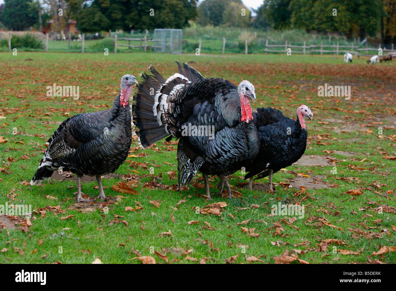 Domestic turkey farmland Stock Photo - Alamy