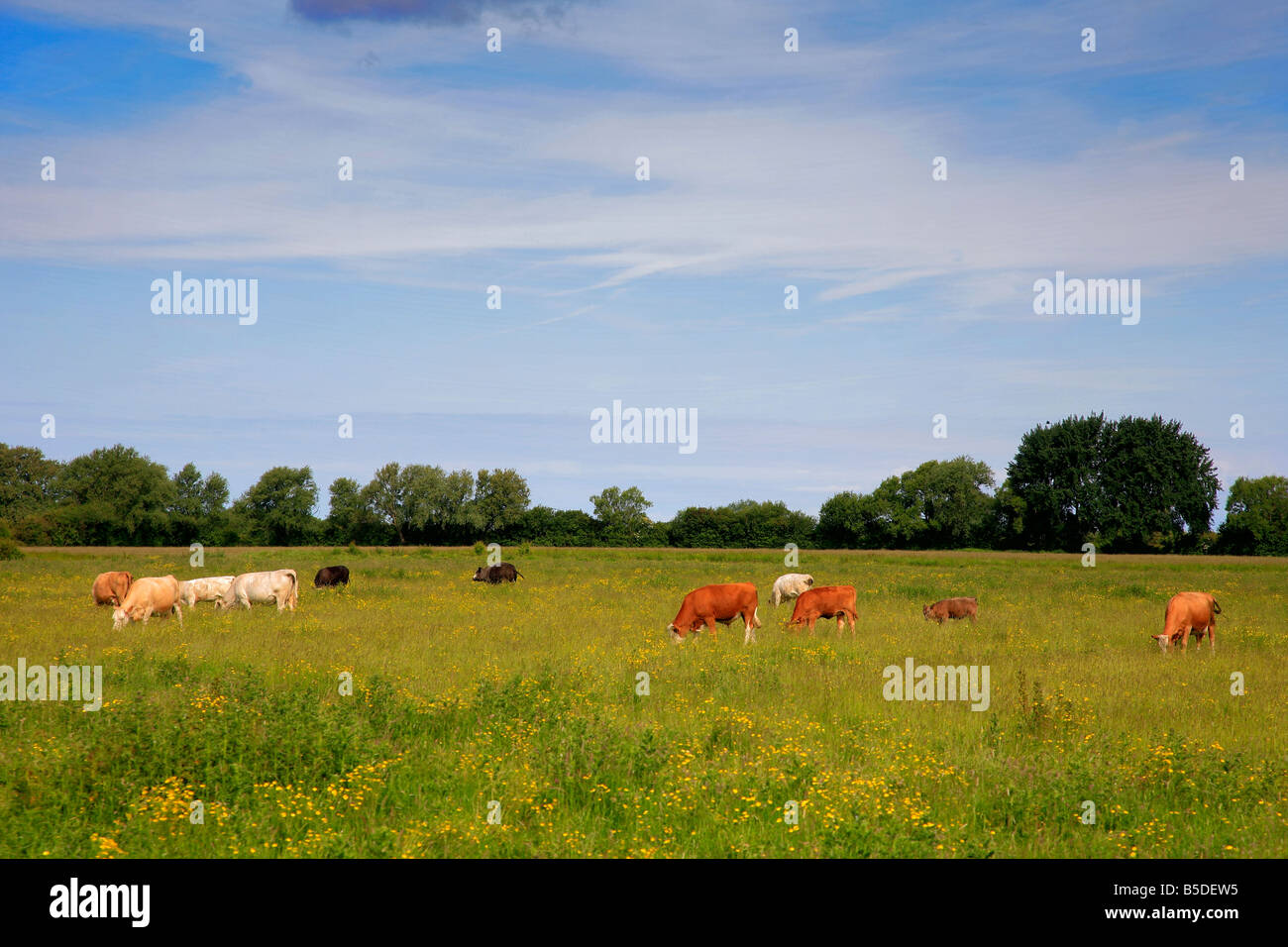 Cattle on the Summer Landscape at Somerset Levels County England UK ...